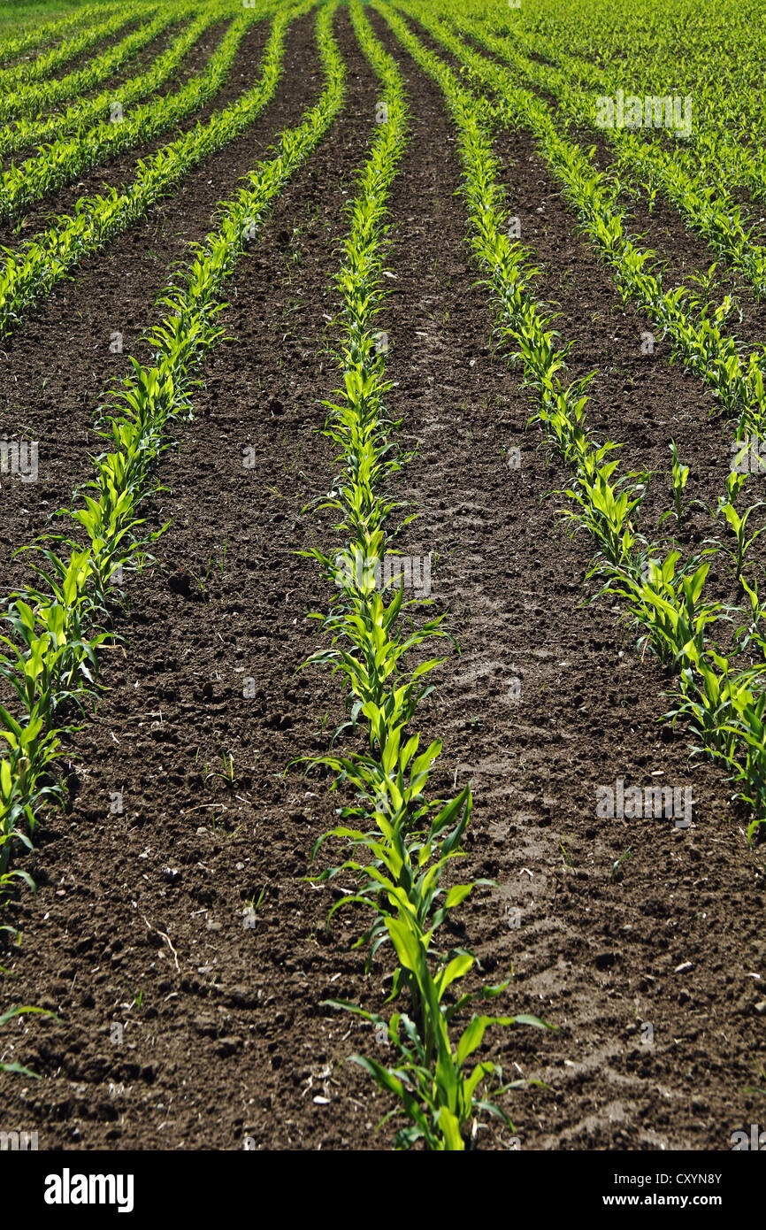 Maize field biogas plant hi-res stock photography and images - Alamy