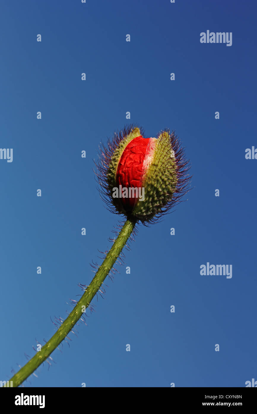 Emerging poppy bud (Papaver sp Stock Photo - Alamy