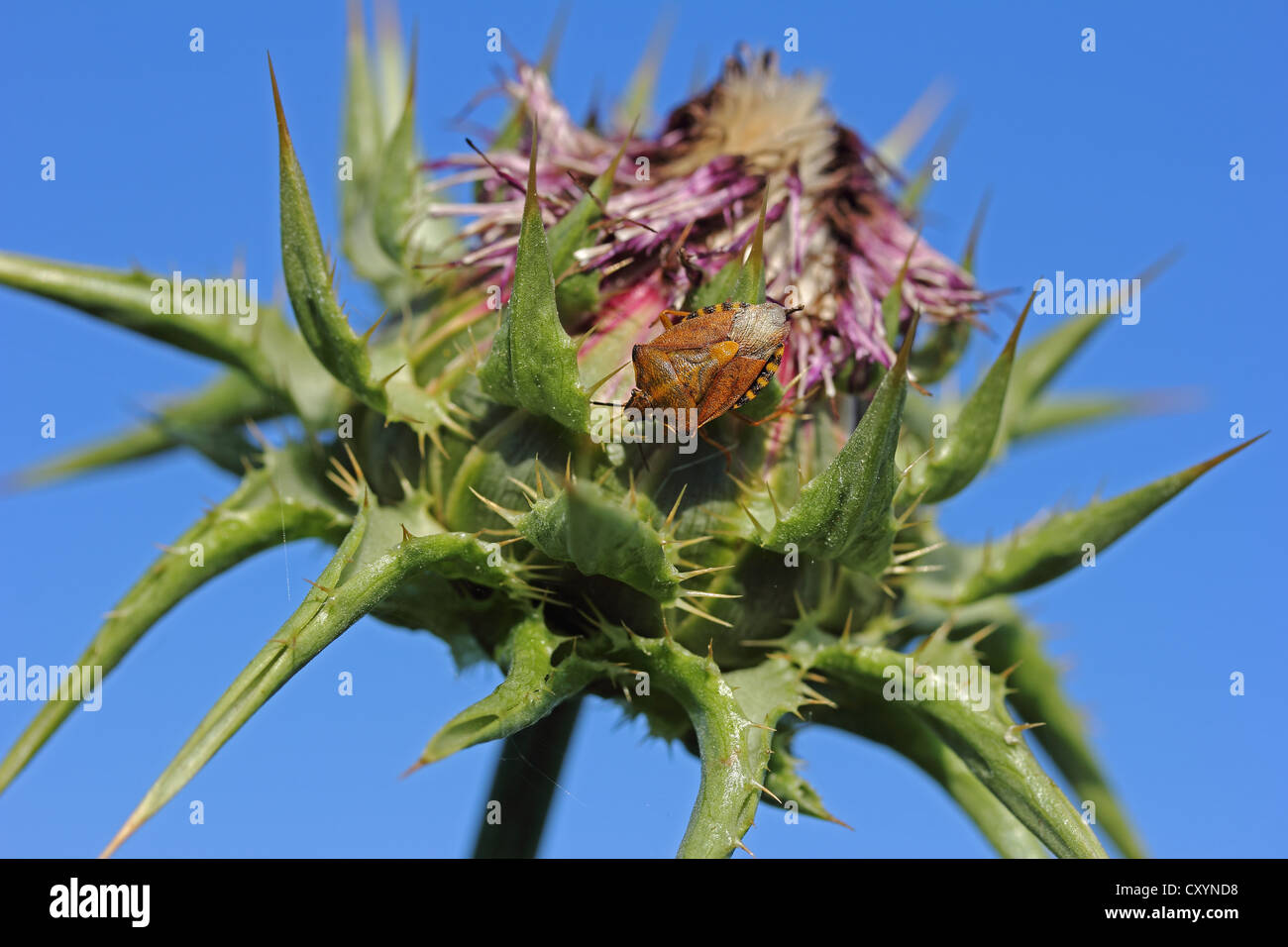 Shield bug (Carpocoris purpureipennis) on a thistle Stock Photo - Alamy