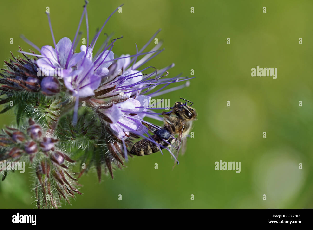 Heliotrope hi-res stock photography and images - Alamy