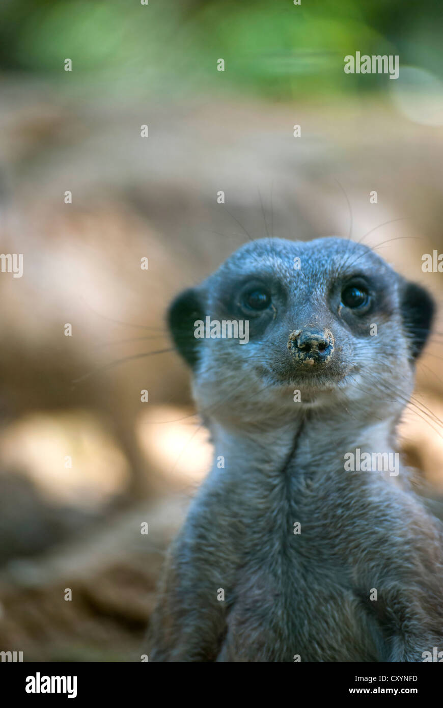 Cute meerkat or suricate, Suricata suricatta, small mammal belonging to ...