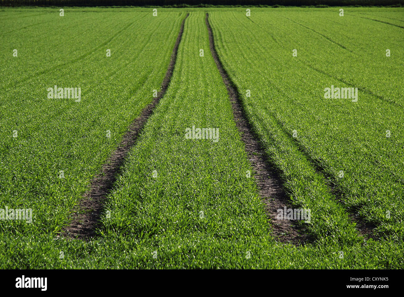 Car green tracks hi-res stock photography and images - Alamy