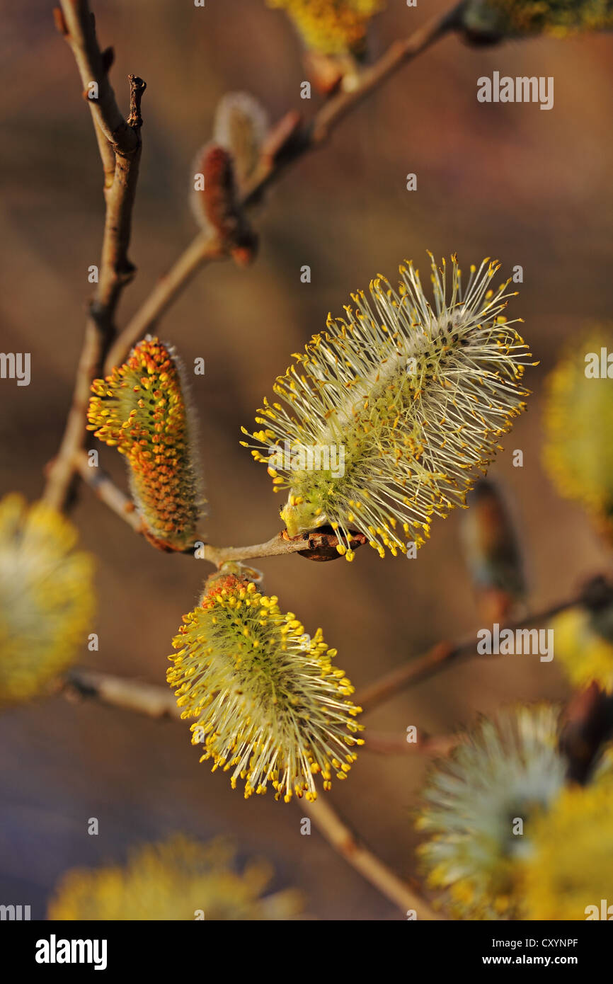 Flowering goat willow (Salix caprea), male flowers, Baden-Wuerttemberg ...