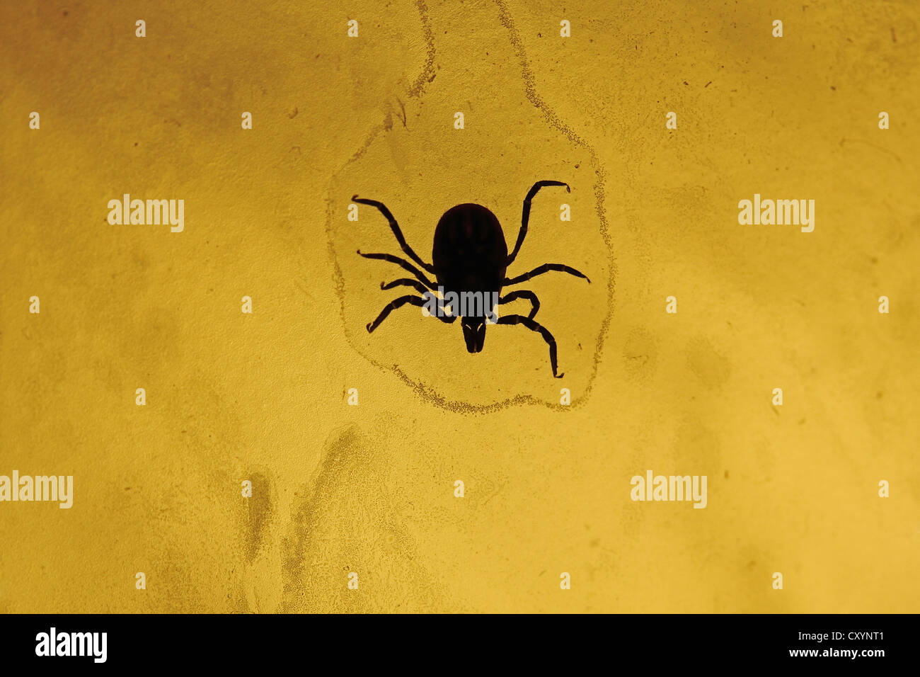 Castor bean tick (Ixodes ricinus Stock Photo - Alamy