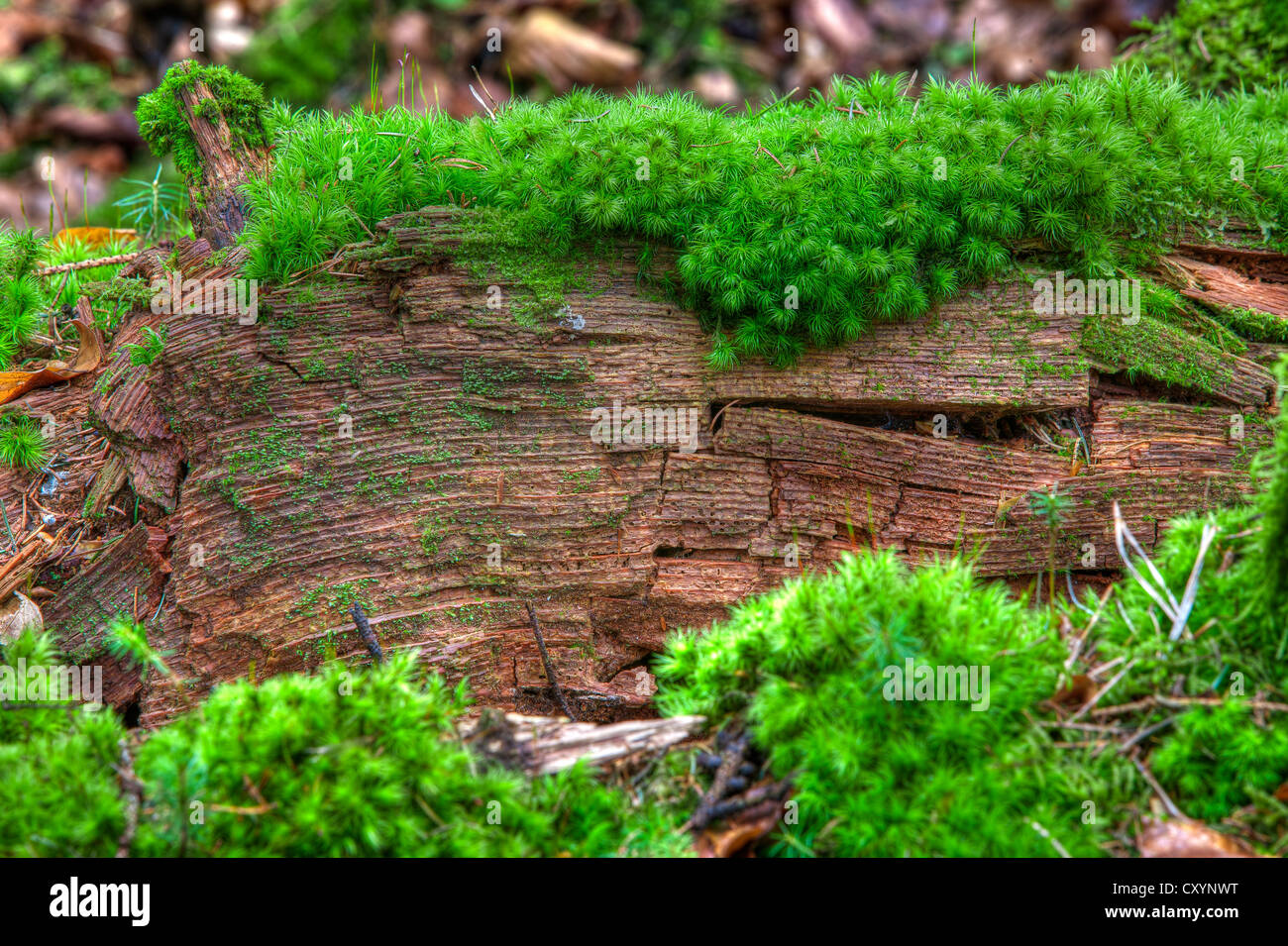 Tree trunk with moss, spruce forest, protected forest, near Steinhausen ...