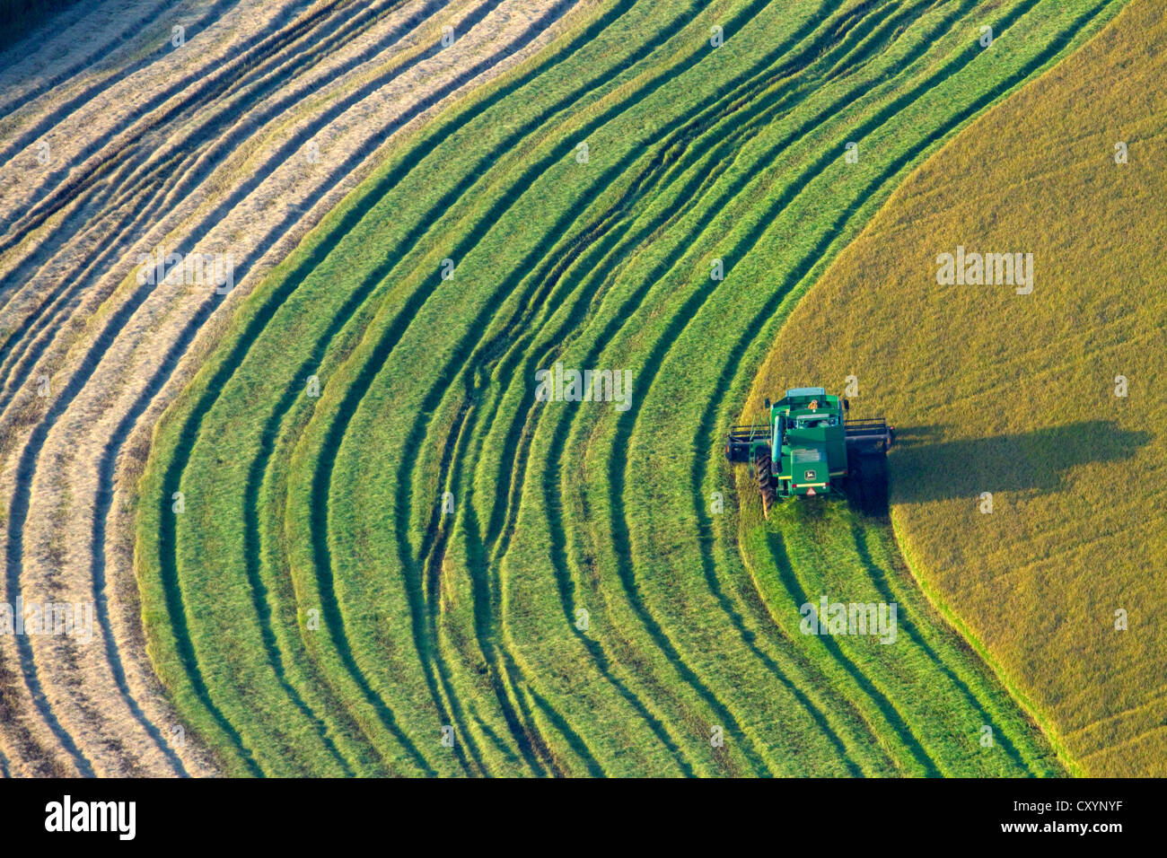 Aerial view of the rice harvest in the Sacramento Valley of Northern ...