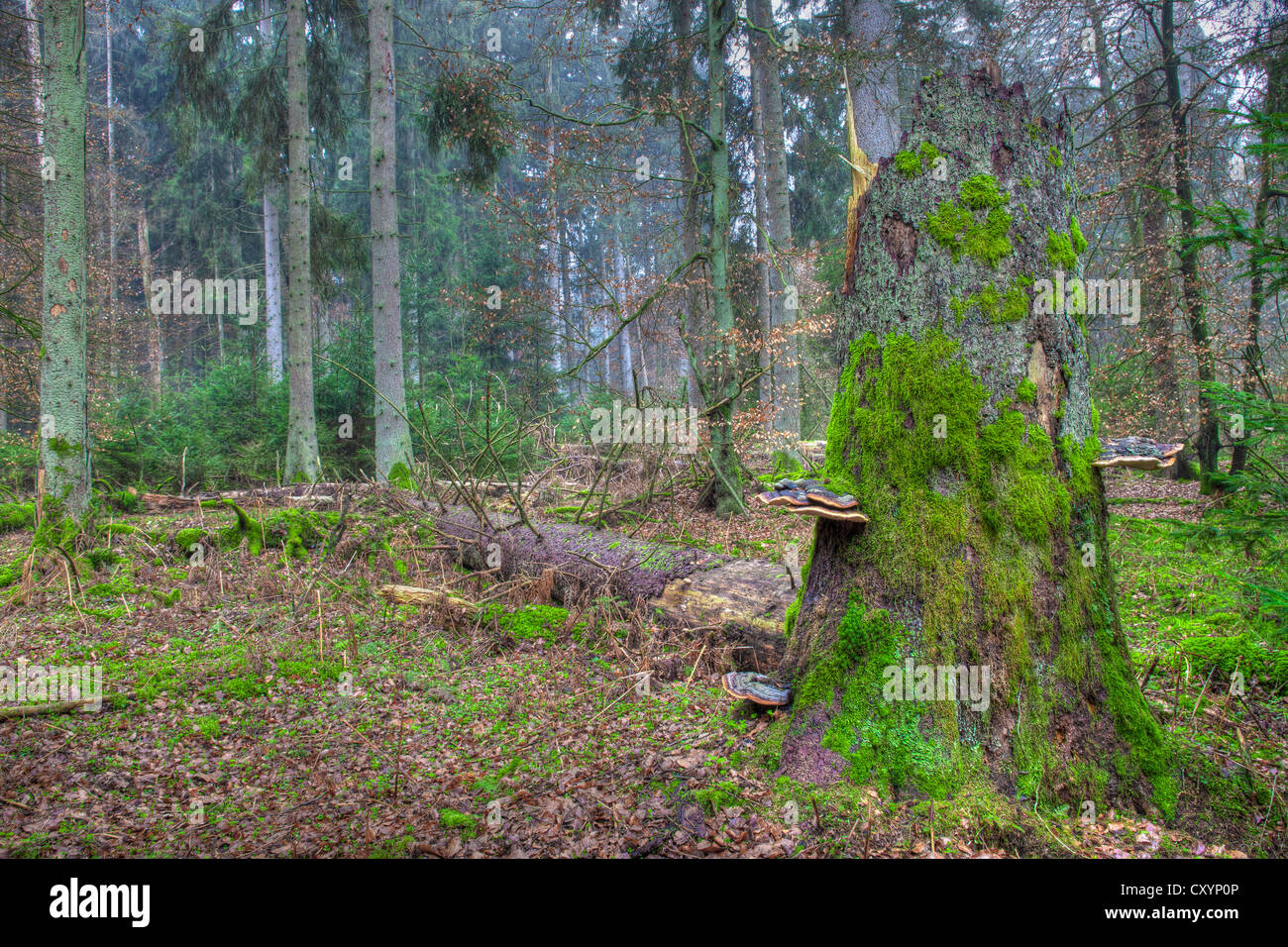 Red spruce tree hi-res stock photography and images - Alamy