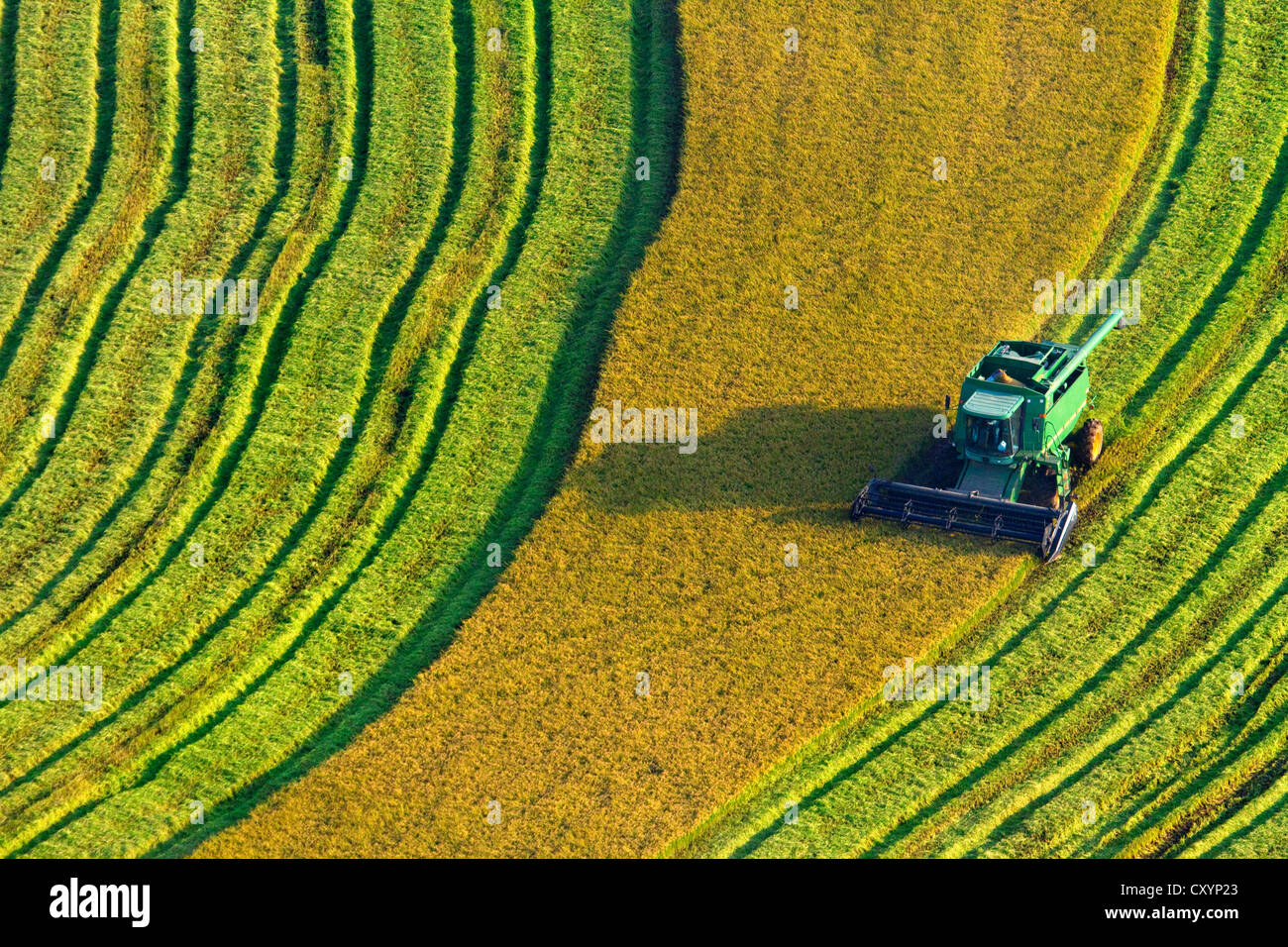 Aerial view of the rice harvest in the Sacramento Valley of Northern ...