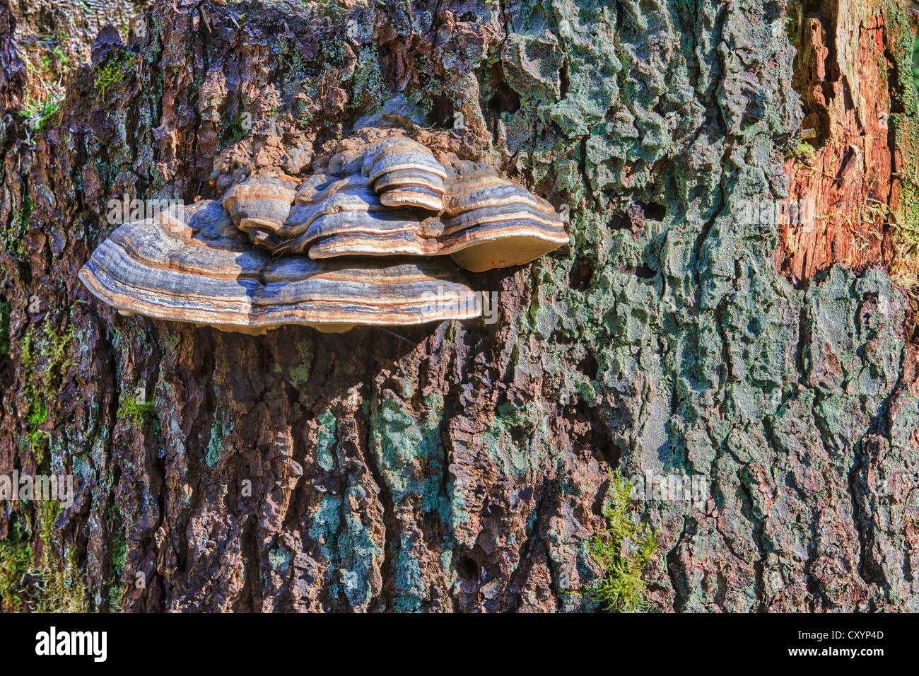 Fungus of coniferous forests hi-res stock photography and images - Alamy