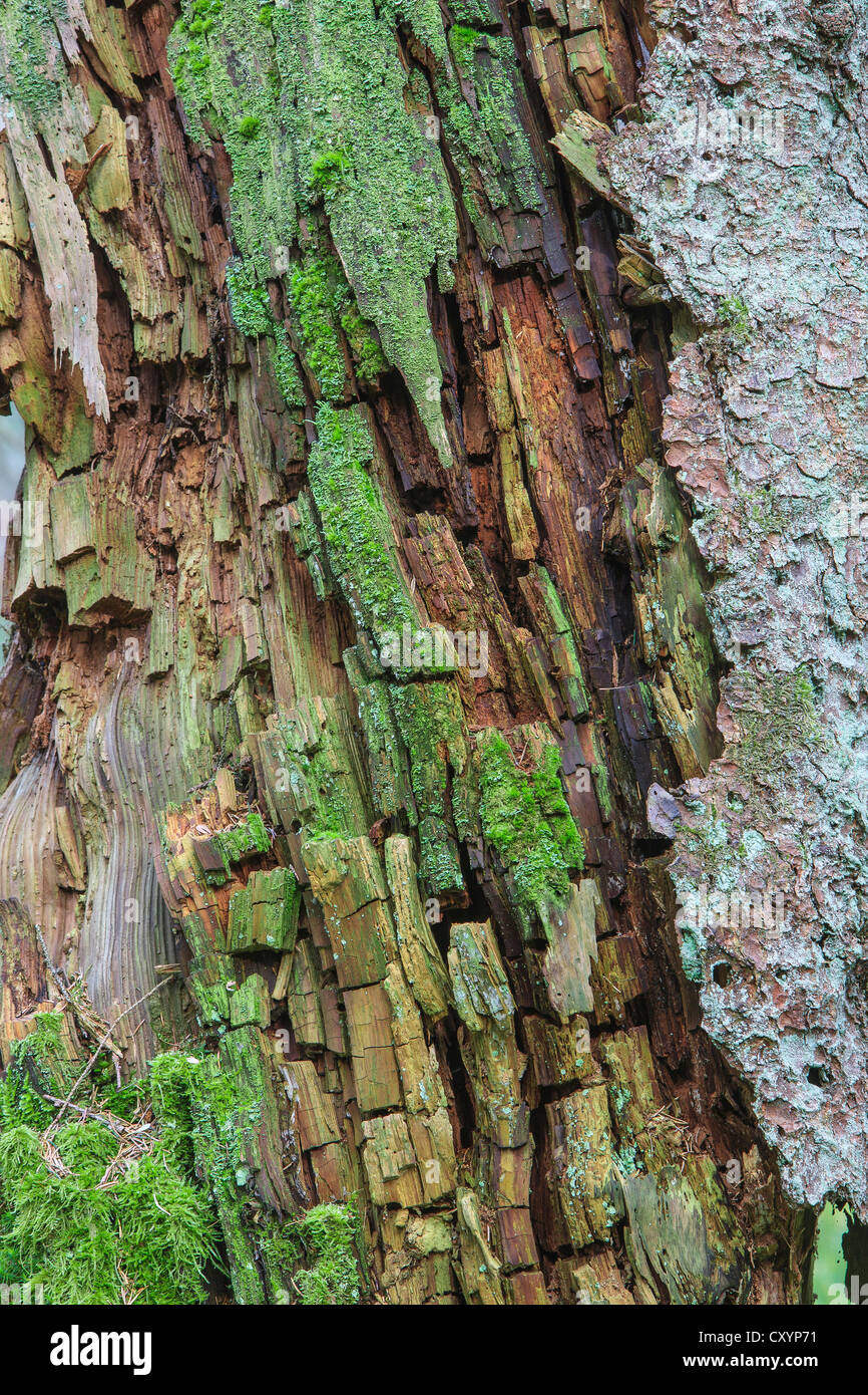 Norway spruce tree bark picea hi-res stock photography and images - Alamy