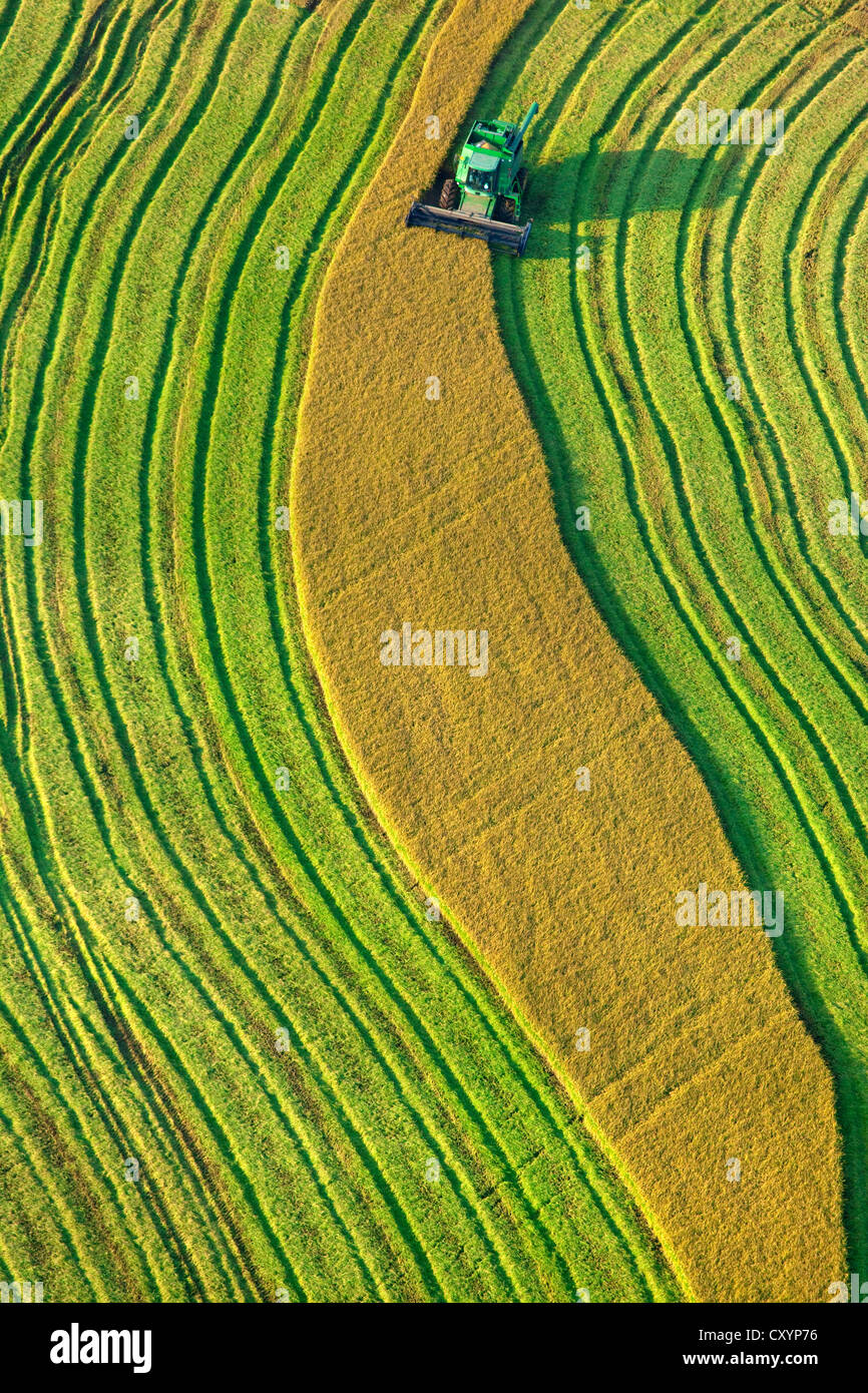 Aerial view of the rice harvest in the Sacramento Valley of Northern ...