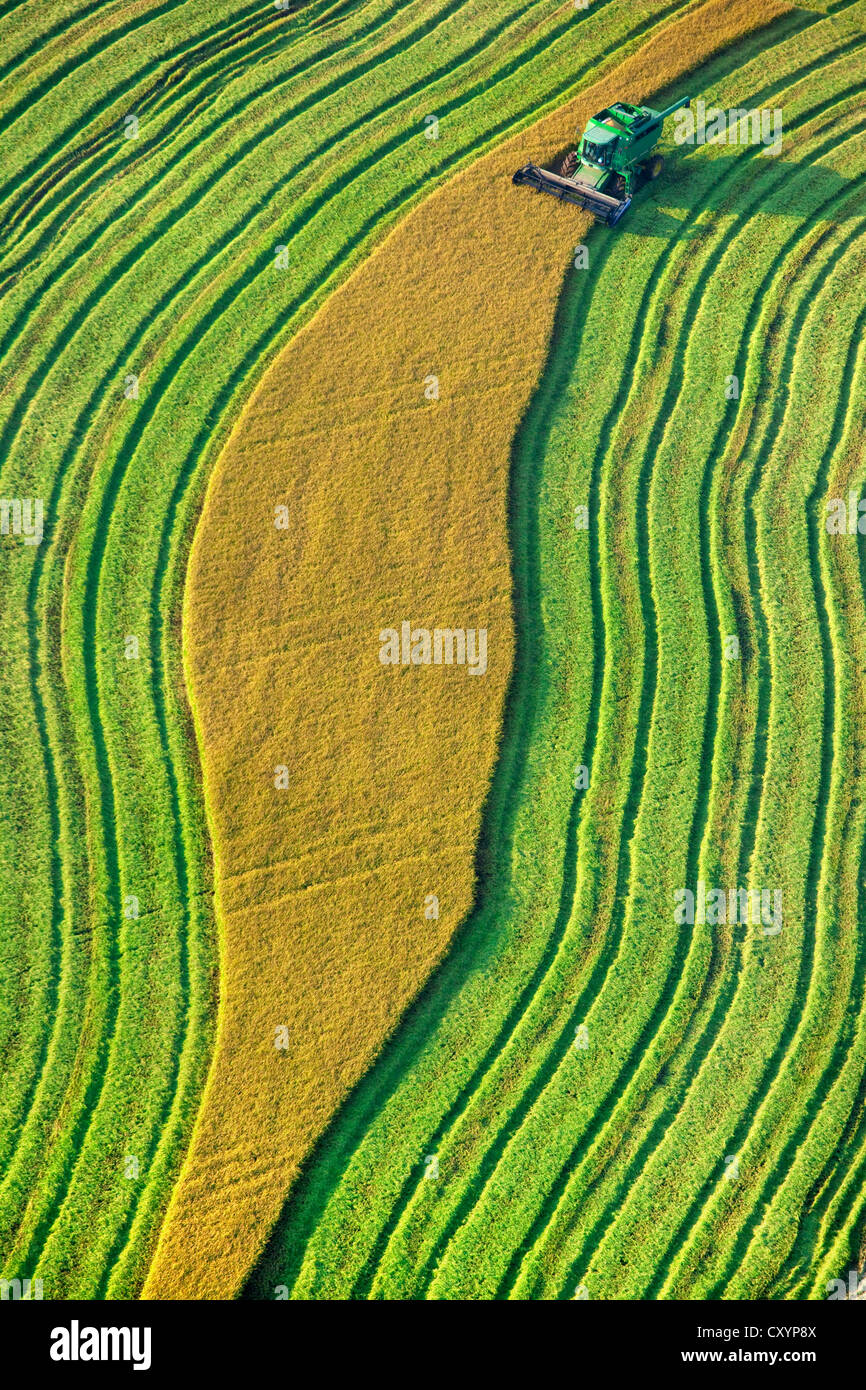 Aerial view of the rice harvest in the Sacramento Valley of Northern ...