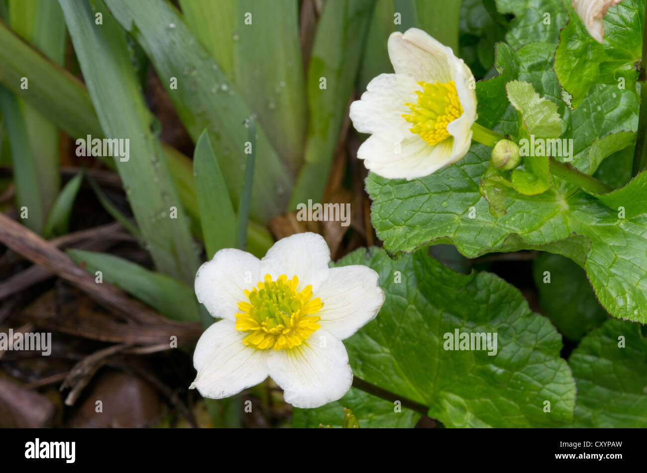 White marsh marigold hi-res stock photography and images - Alamy