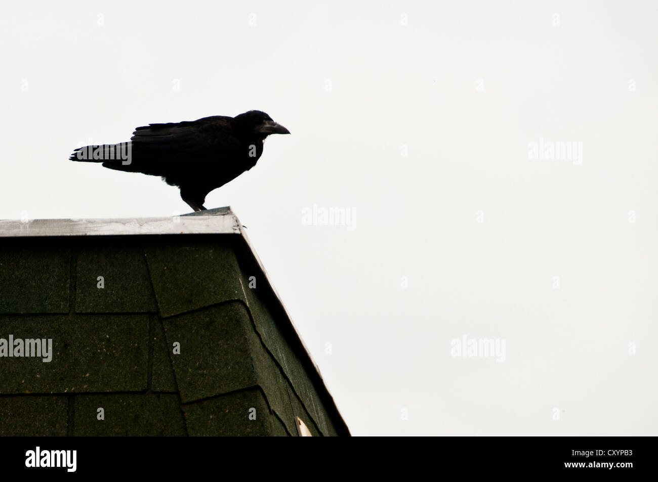 crow standing on the edge of a building Stock Photo - Alamy