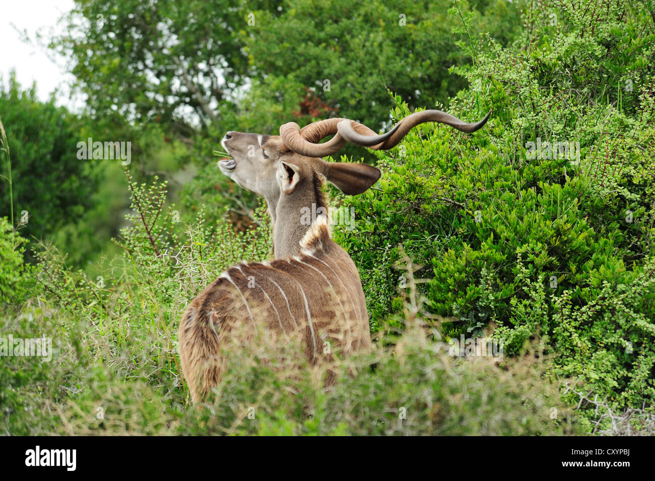 Male greater kudu hi-res stock photography and images - Alamy