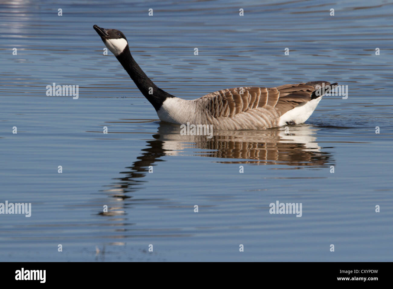 Threatening to water hi-res stock photography and images - Alamy