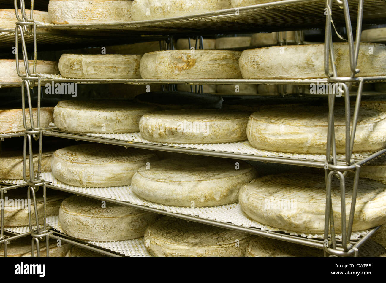 Saint Nectaire cheese maturing cellar in Saint-Julien, Auvergne ...