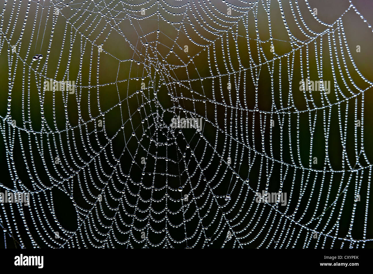 Spider web with water droplets, Federsee lake near Bad Buchau, Baden ...