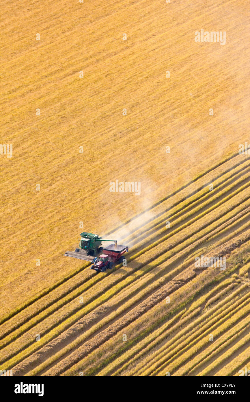 Aerial view of the rice harvest in the Sacramento Valley of Northern ...