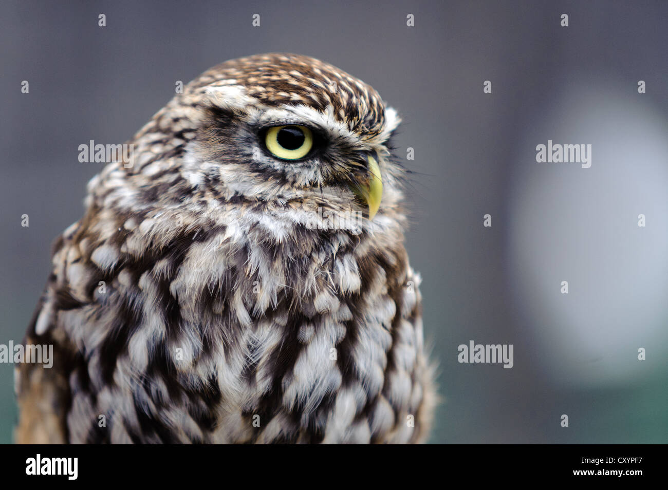Portrait of a Little Owl Stock Photo - Alamy