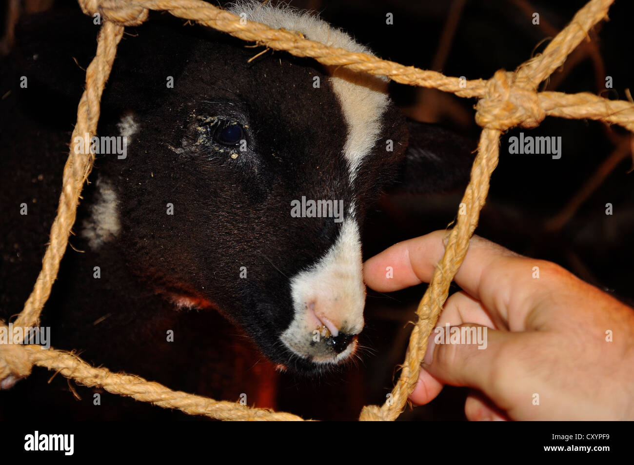 Nativity lamb hi-res stock photography and images - Alamy