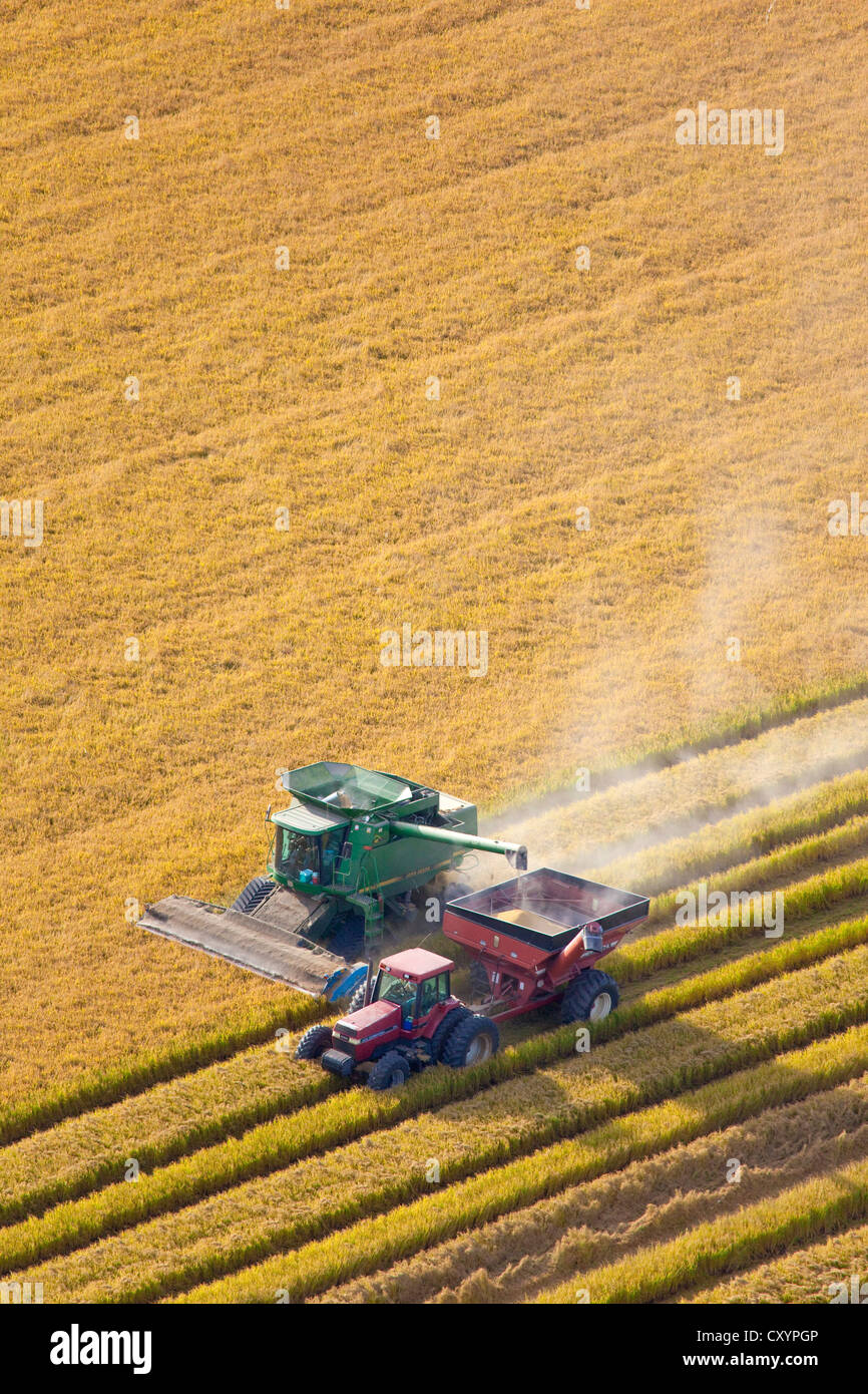 Aerial view of the rice harvest in the Sacramento Valley of Northern ...