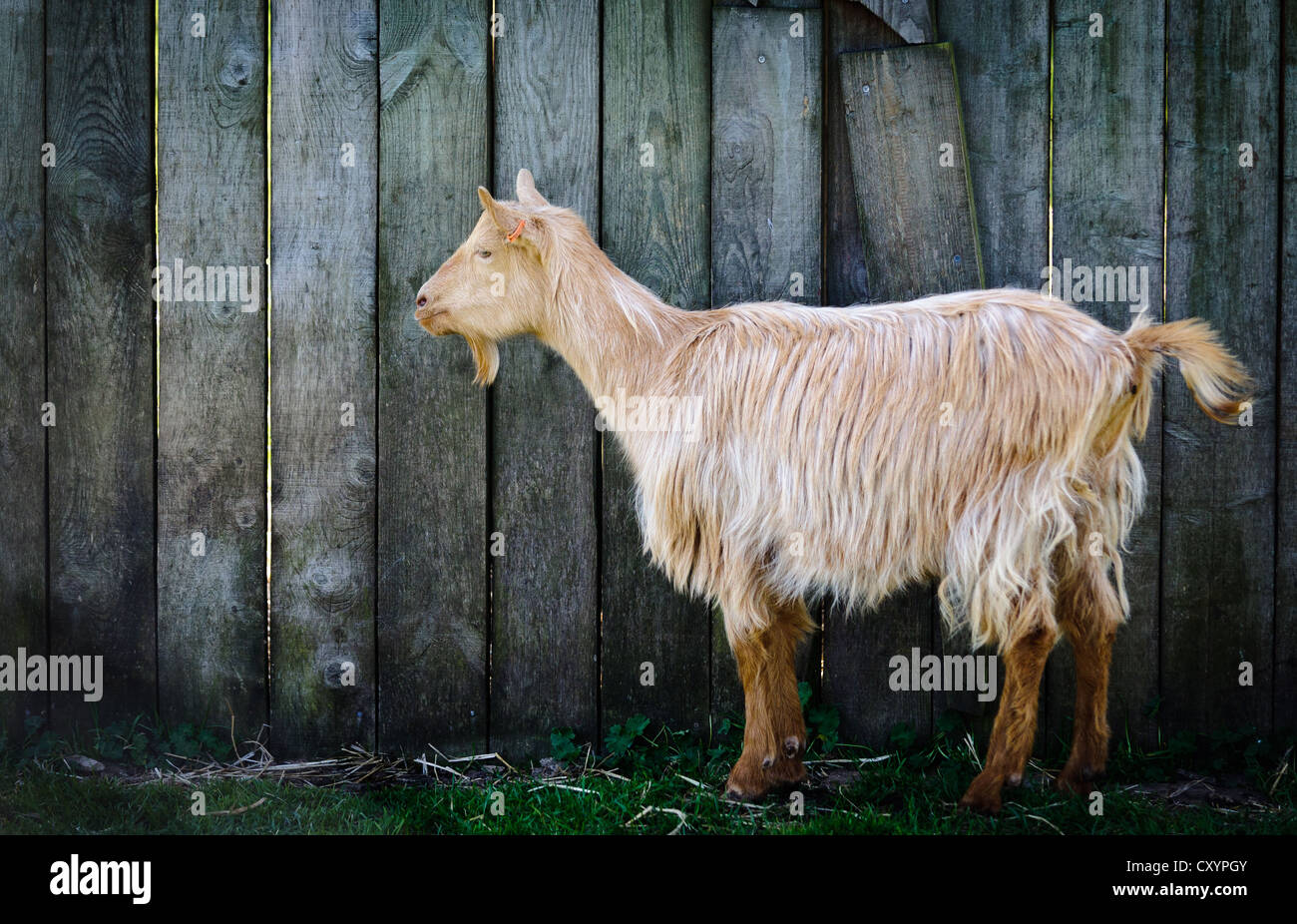 Single goat in the shade Stock Photo - Alamy