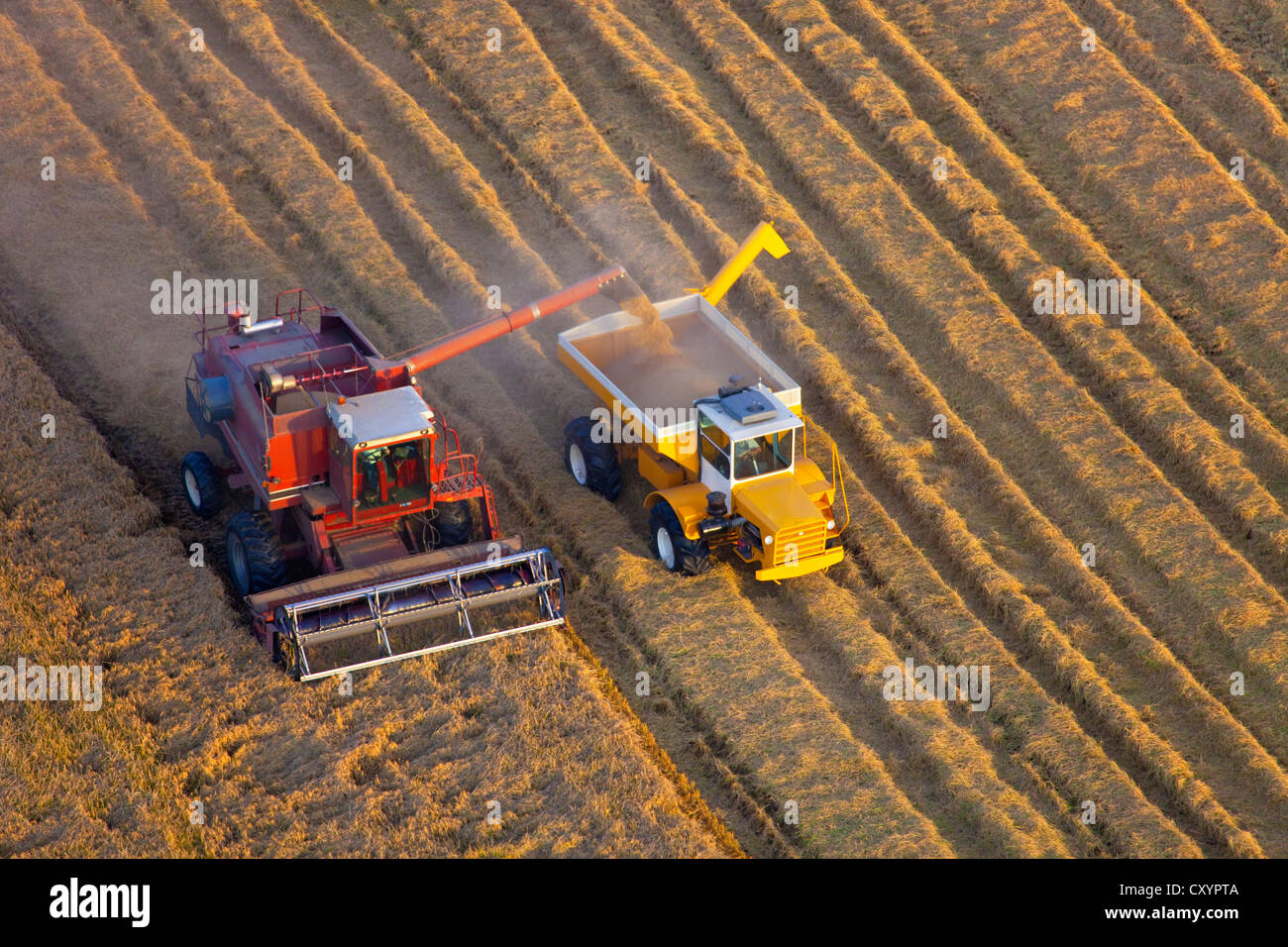 Aerial view of the rice harvest in the Sacramento Valley of Northern ...