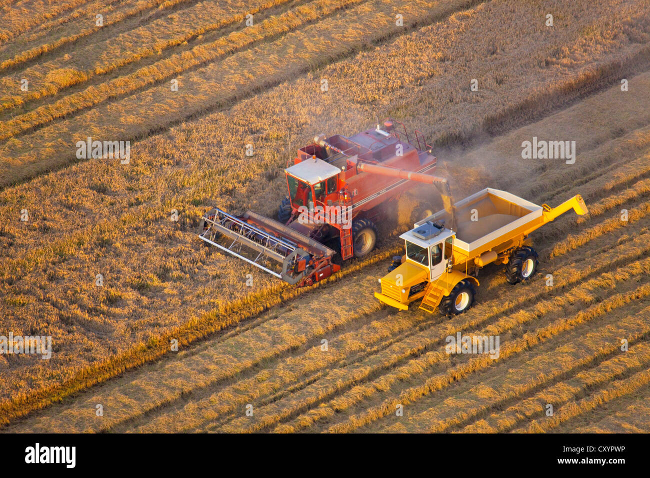 Aerial view of the rice harvest in the Sacramento Valley of Northern ...