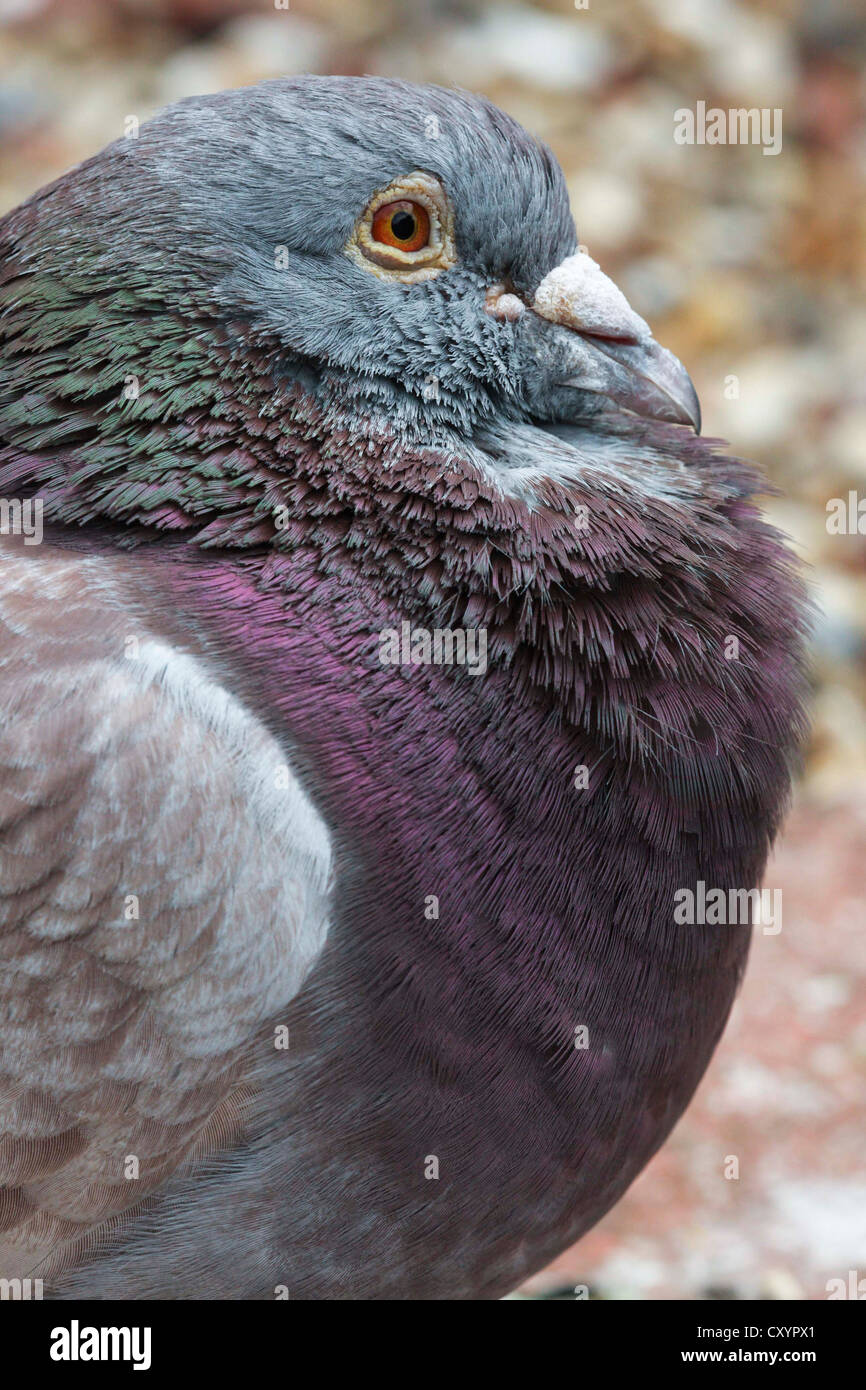 Racing pigeon hi-res stock photography and images - Alamy