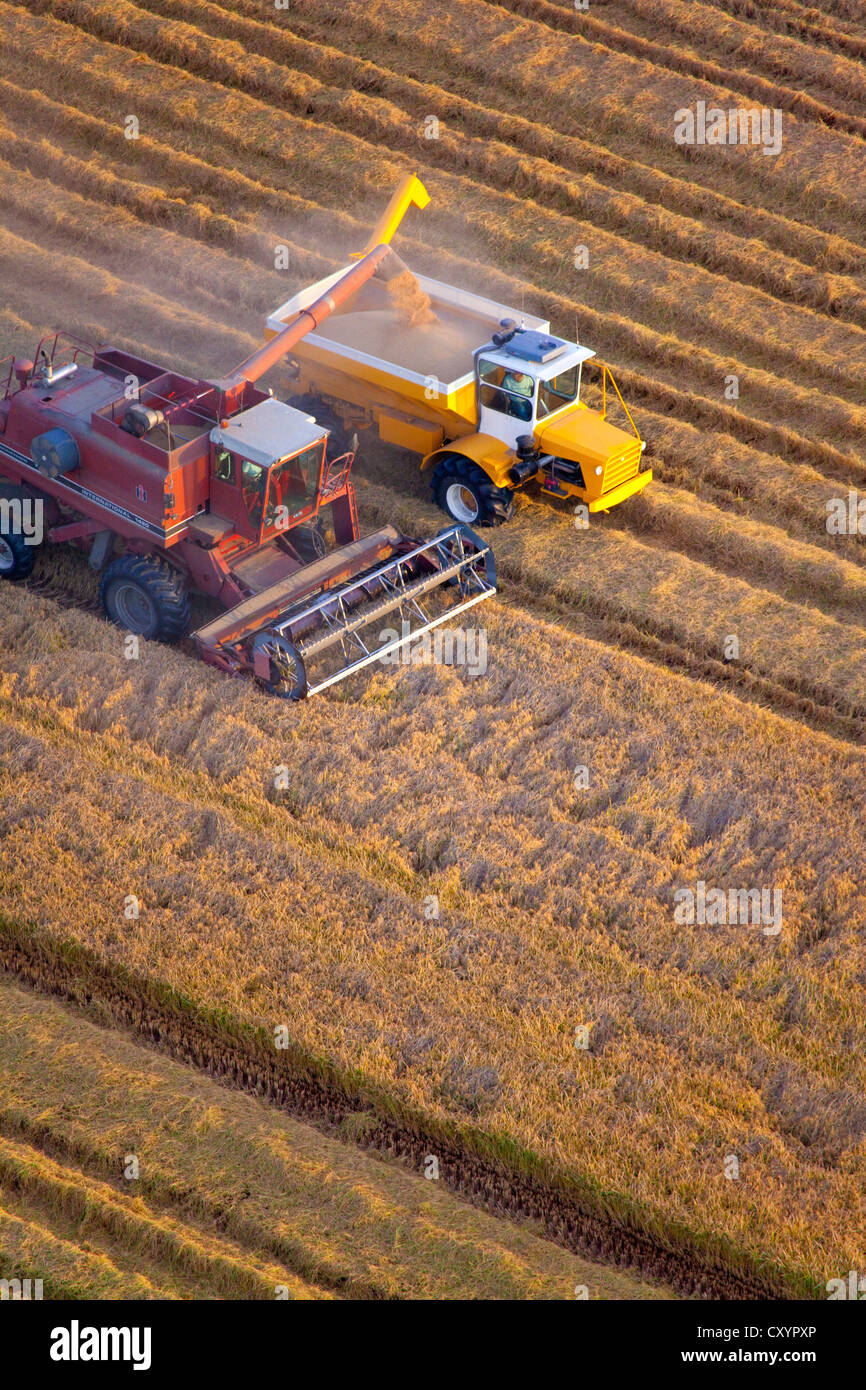 Aerial view of the rice harvest in the Sacramento Valley of Northern ...