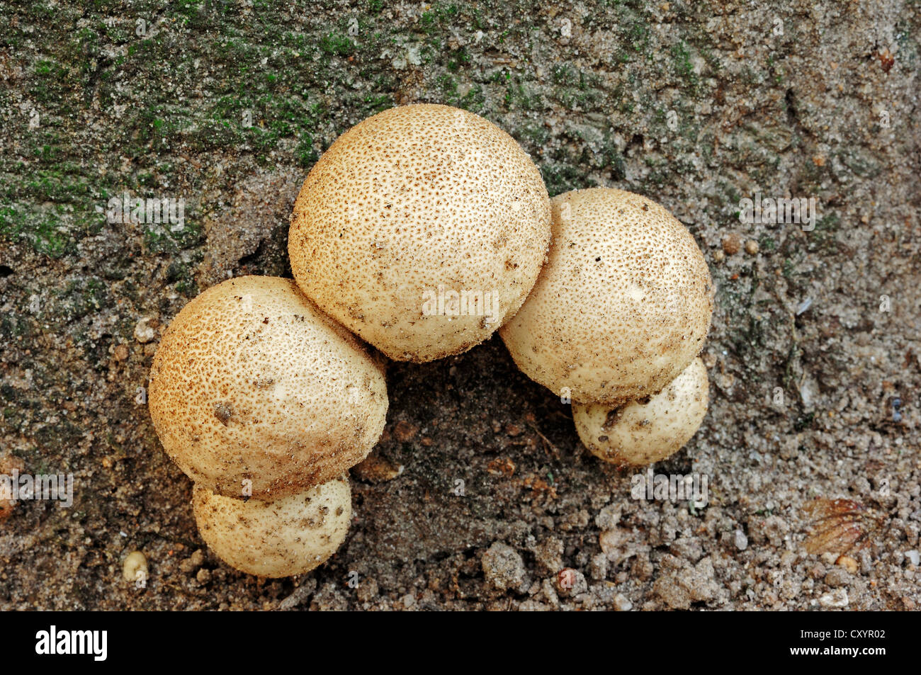 Pear-Shaped Puffball, Stump Puffballs (Lycoperdon pyriforme, North ...