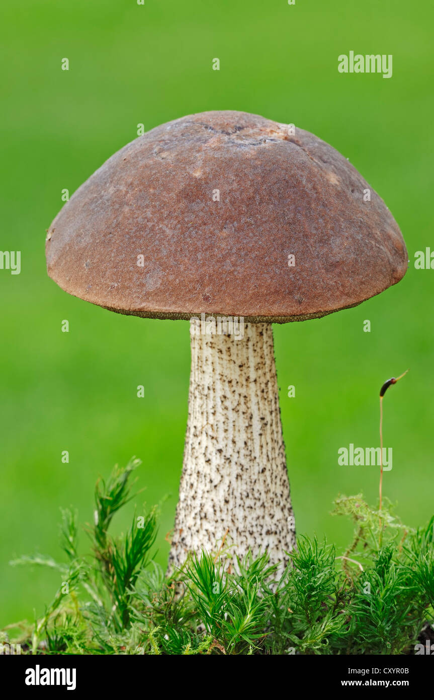 Boletus hi-res stock photography and images - Alamy