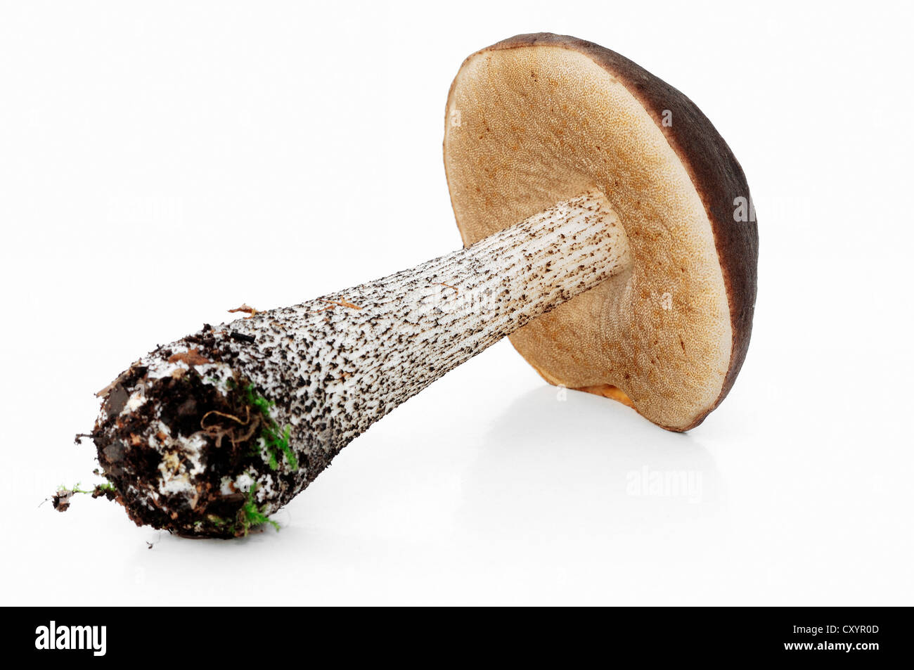 Brown Birch Bolete (Leccinum scabrum, Boletus scaber), North Rhine ...