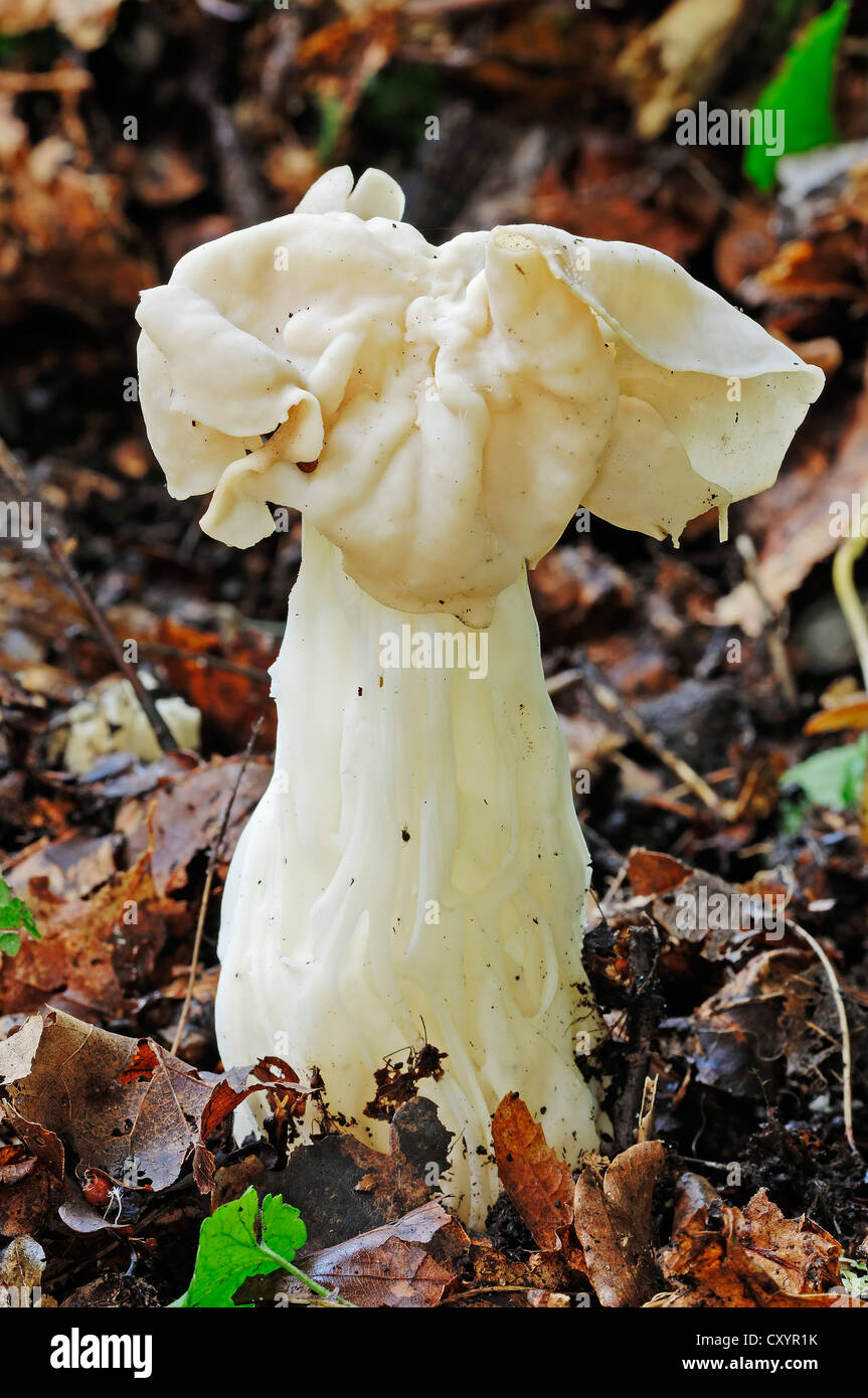 White Helvella or White Saddle (Helvella crispa, Helvella pithyophila ...
