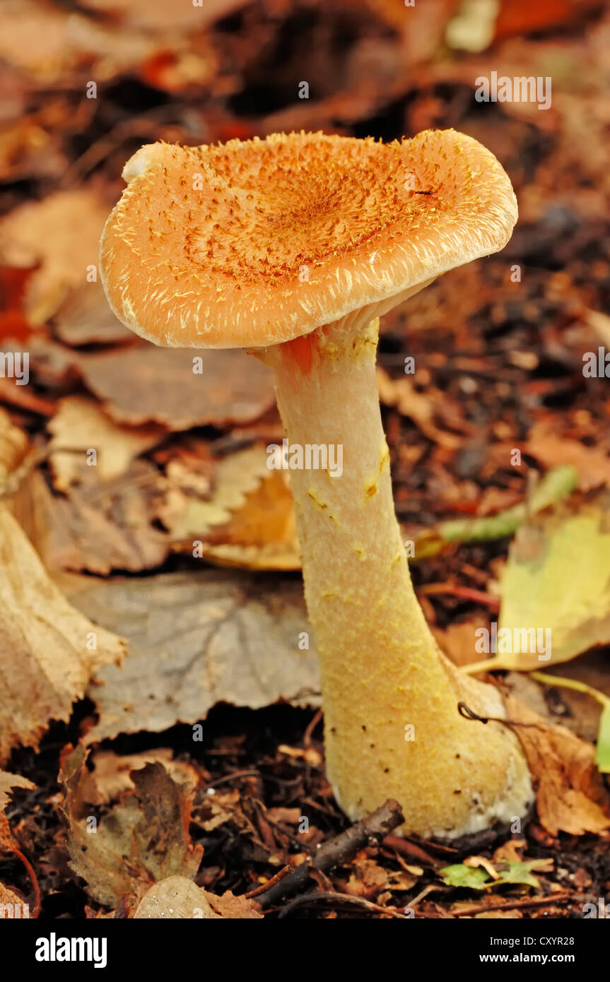 Mushroom armillaria hi-res stock photography and images - Alamy