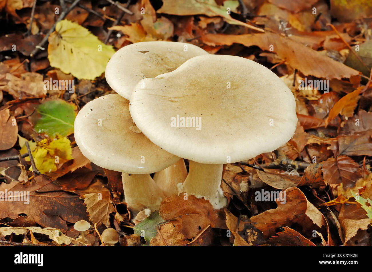Frosty Funnel, sloping head mushroom (Clitocybe phyllophila, Clitocybe ...
