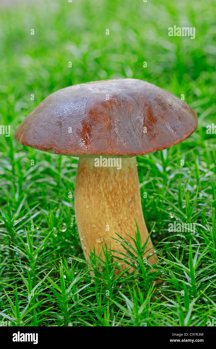 Bay bolete (Boletus badius, Xerocomus badius), Gelderland, Netherlands ...