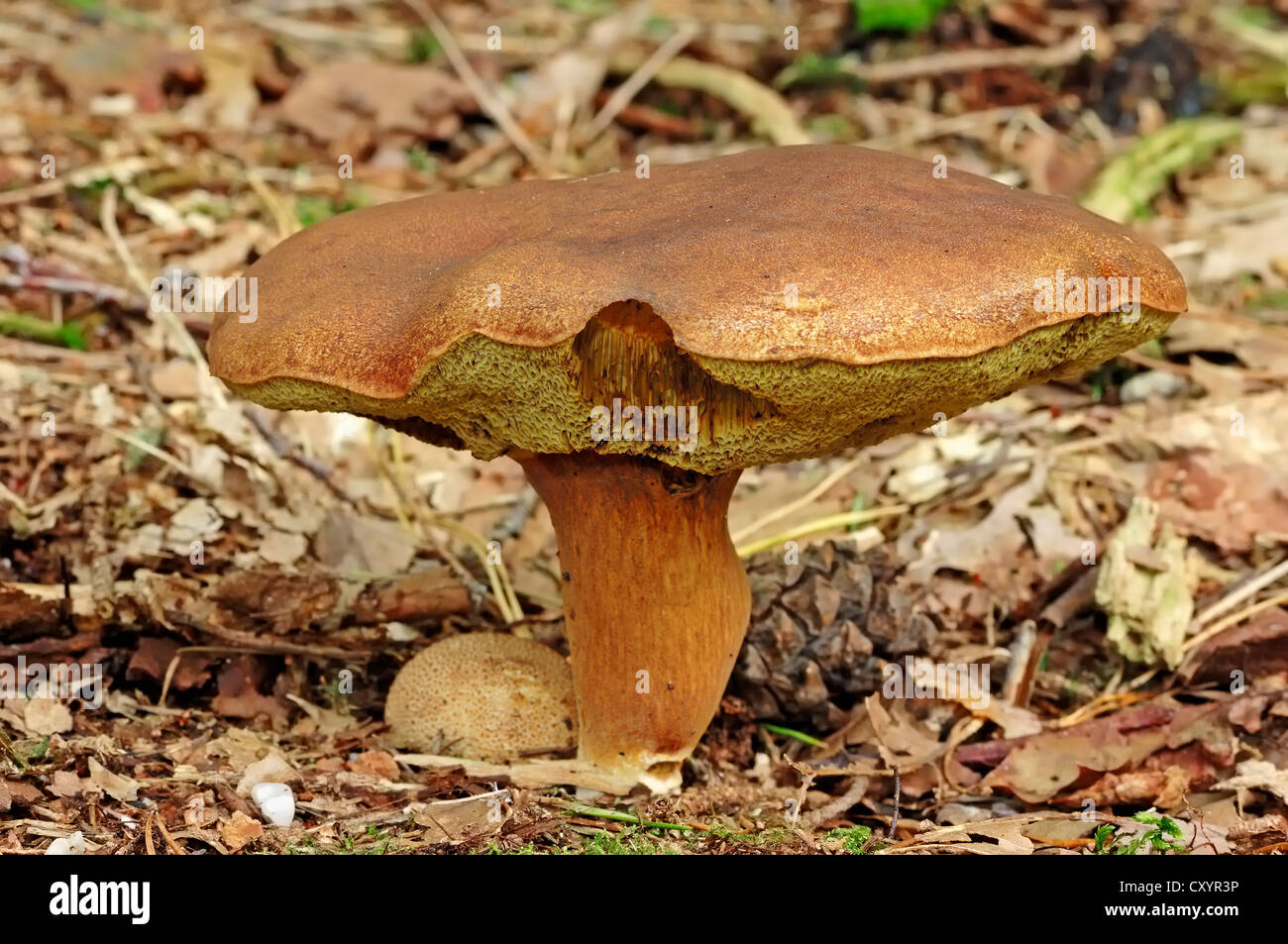 Boletus Pinophilus High Resolution Stock Photography and Images - Alamy
