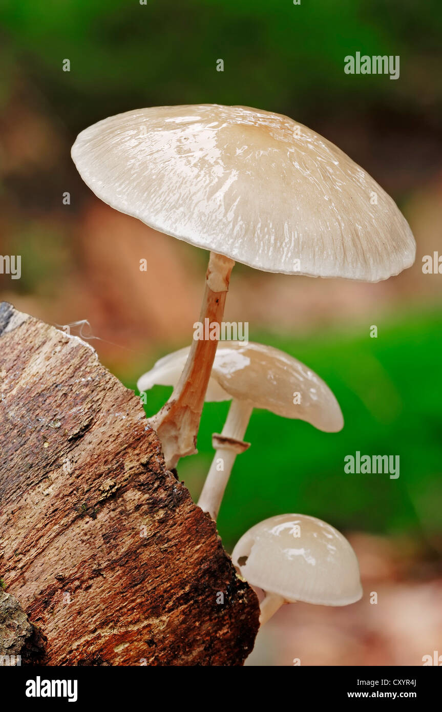 Porcelain fungus, beech tuft (Oudemansiella mucida), Gelderland ...