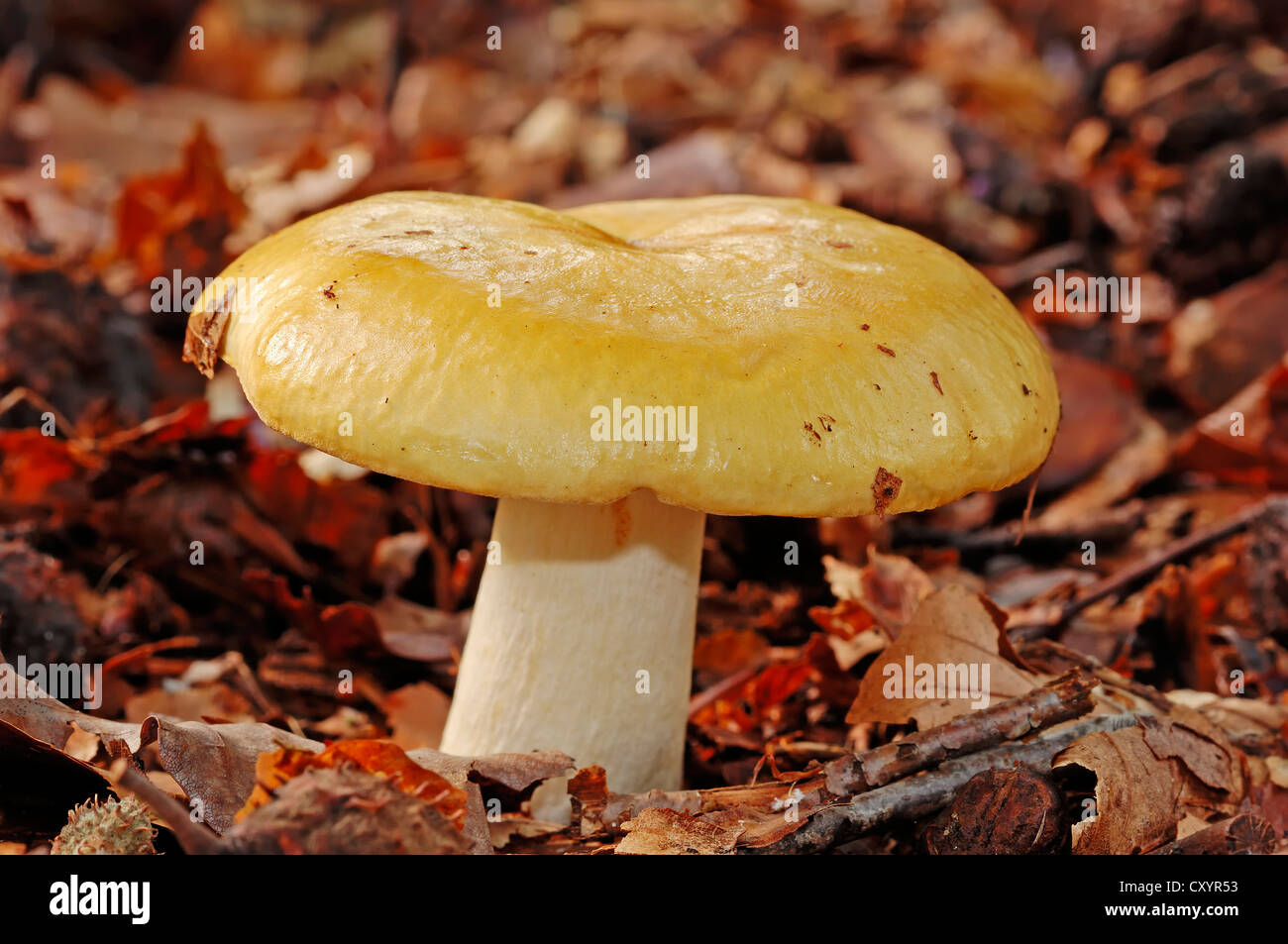 Common yellow russula (Russula ochroleuca), Gelderland, Netherlands ...