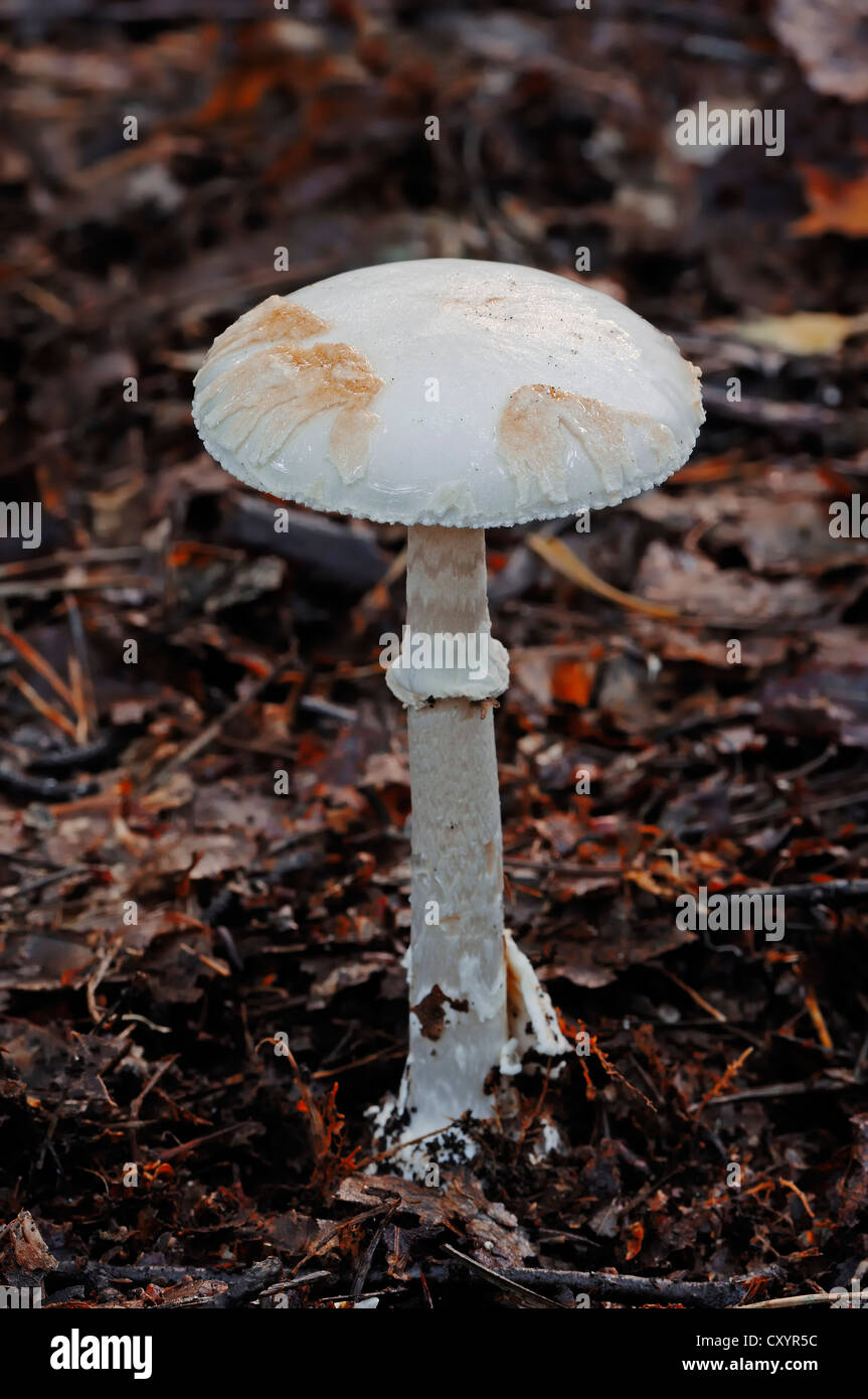 False death cap (Amanita citrina var. alba), poisonous mushroom ...