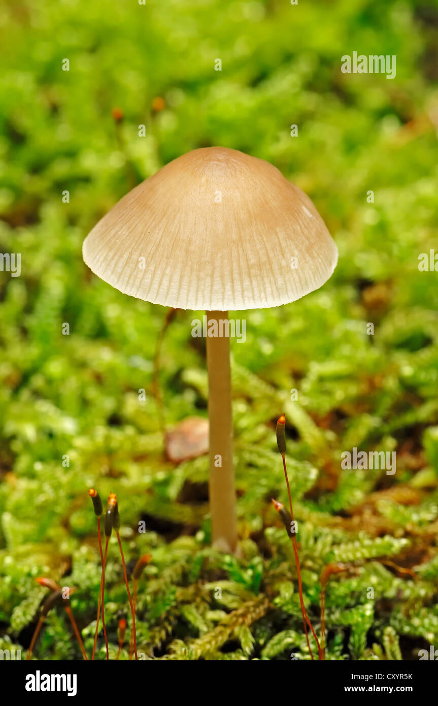 Red bleeding mycena (Mycena haematopus), Gelderland, the Netherlands ...
