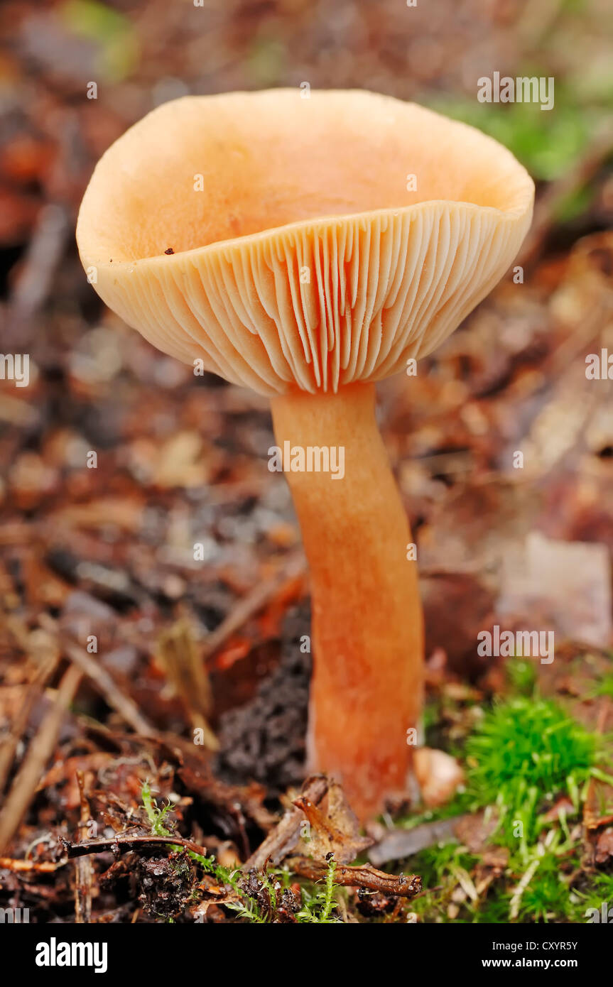 Birch milkcap (Lactarius tabidus, Lactarius thejogalus, Lactarius ...