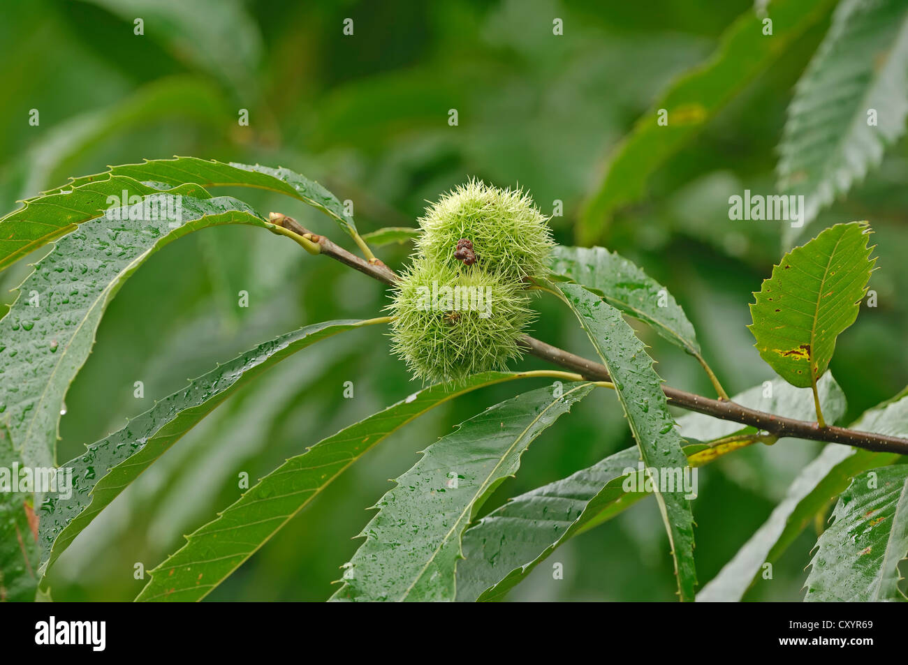 Sweet chestnut, marron (Castanea sativa), branch with chestnuts, North ...