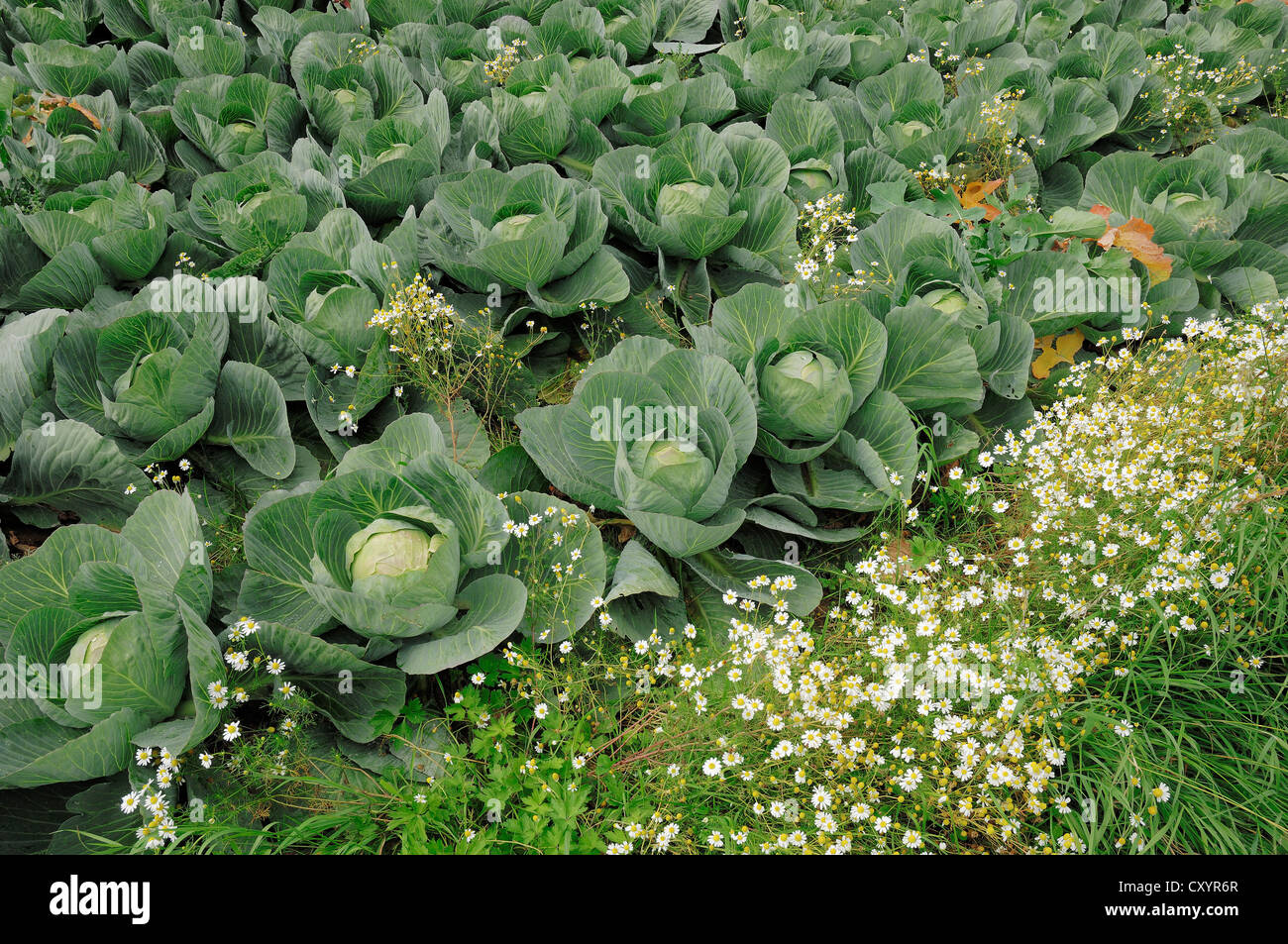 Field of white cabbage (Brassica oleracea convar. capitata f. alba) and ...