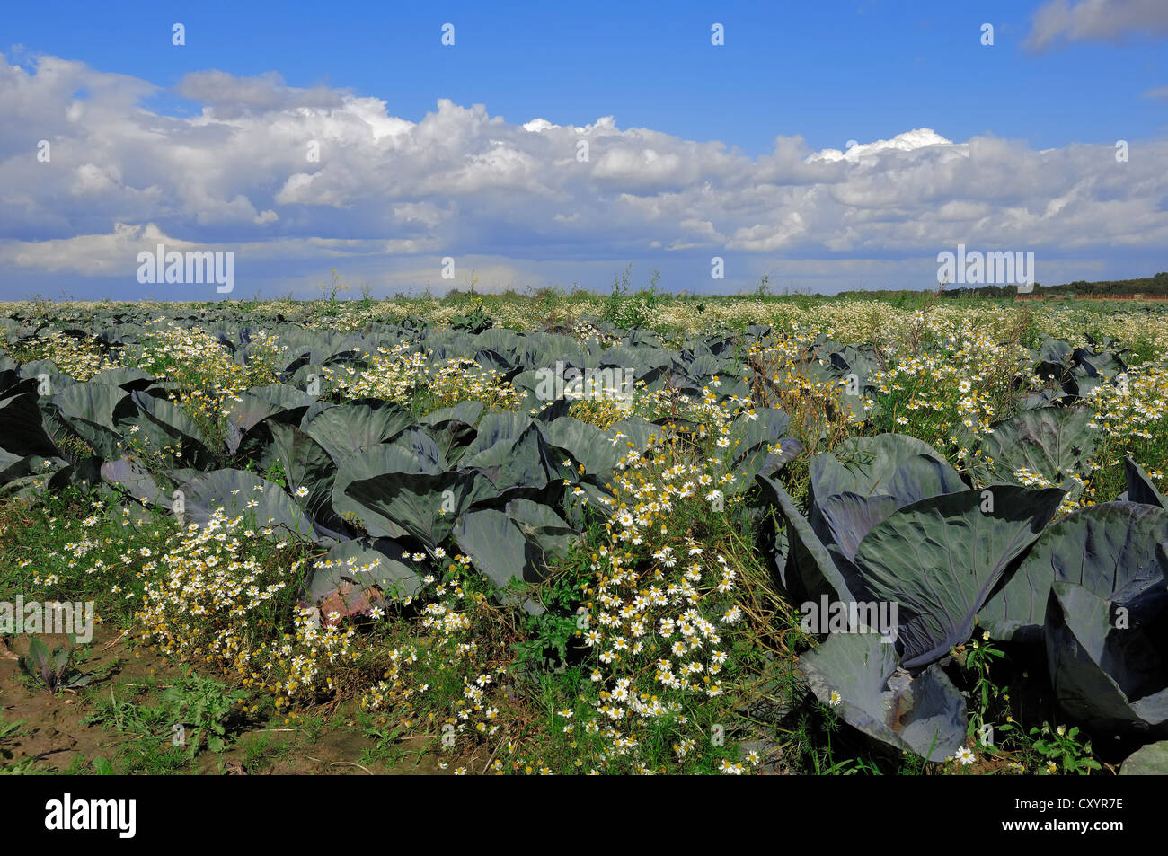 Chamomile patch hi-res stock photography and images - Alamy