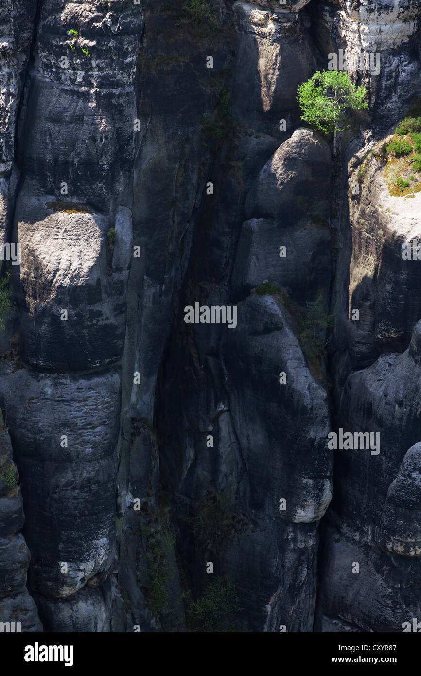 Tree growing in rocks hi-res stock photography and images - Alamy