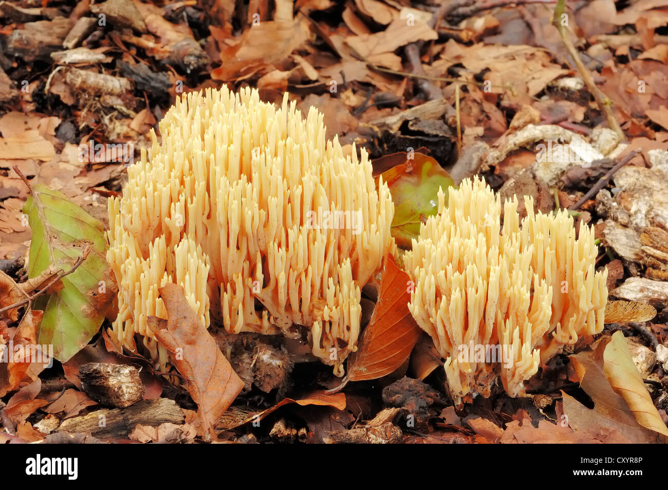 Coral fungi (Ramaria stricta), North Rhine-Westphalia Stock Photo - Alamy