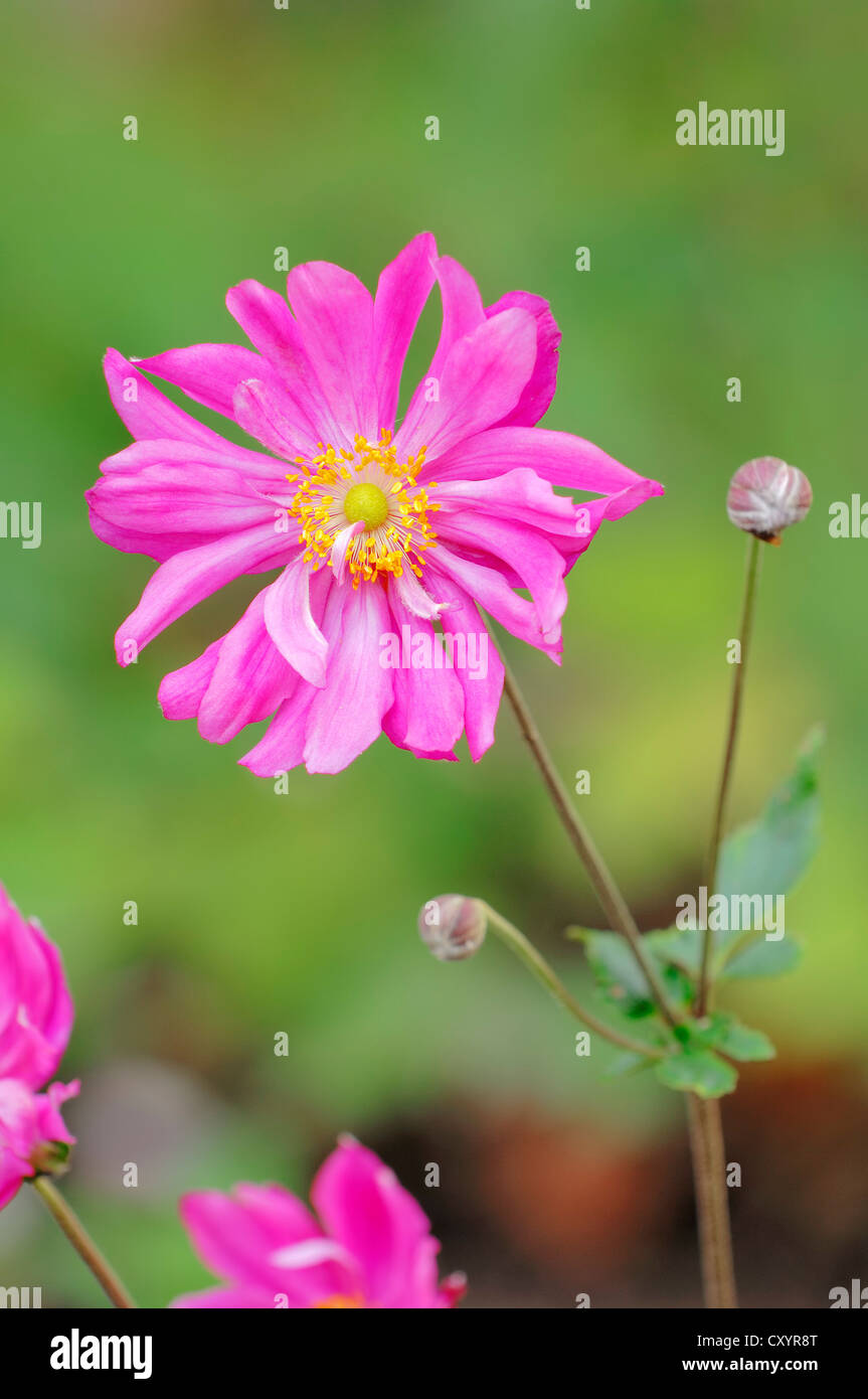 Japanese anemone (Anemone japonica hybrid), "Prinz Heinrich", blossom ...